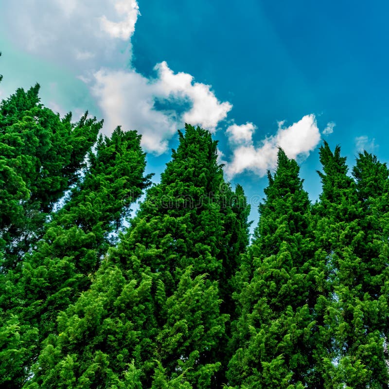 Pine trees with blue sky stock image. Image of outdoor - 99298495