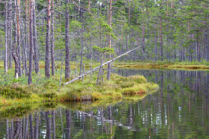 Pine Trees on the Bog at the Lake Stock Photo - Image of calm, people ...