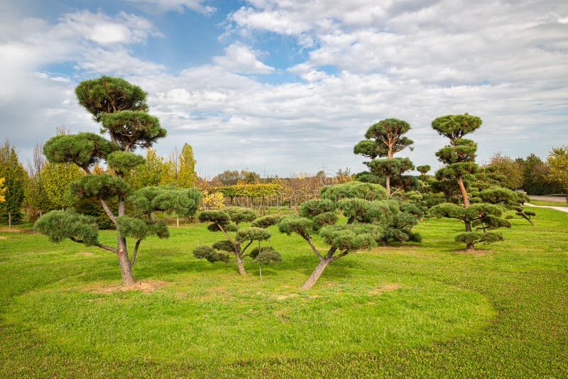 Pine trees in bonsai shape stock photo. Image of landscape - 262198690