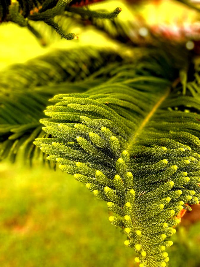 Pine Trees of the Bornean Mountains Stock Image - Image of nature ...