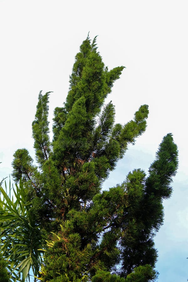 Pine Tree from the Bottom Angle of the Photo Stock Image - Image of ...