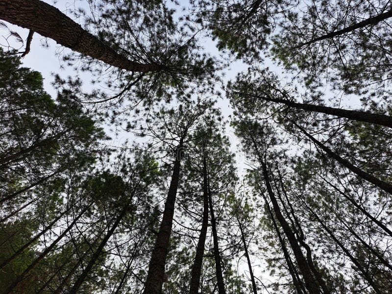 Pine Trees from Bottom Side Views Stock Photo - Image of pine, side ...