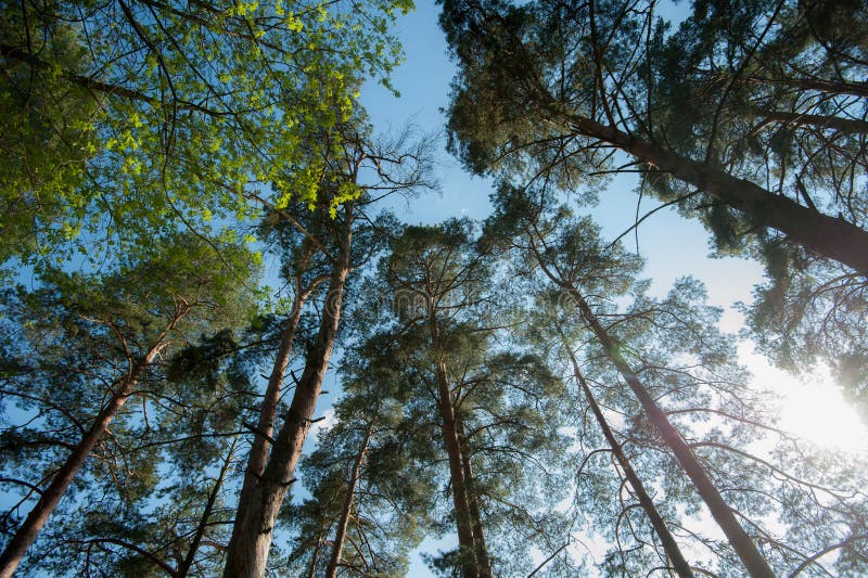 Pine trees bottom view stock image. Image of bright, meadow - 92776781