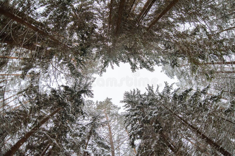 Pine Trees Bottom View in Winter. Blue Sky Stock Photo - Image of ...
