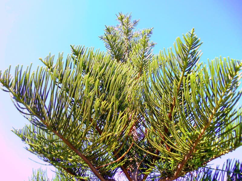 Pine Trees with Branches and Leaves Stock Image - Image of nature ...