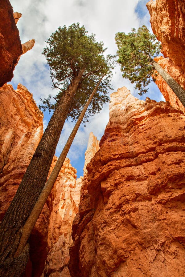 Pine Trees at Bryce Canyon stock image. Image of jupiter - 27605659