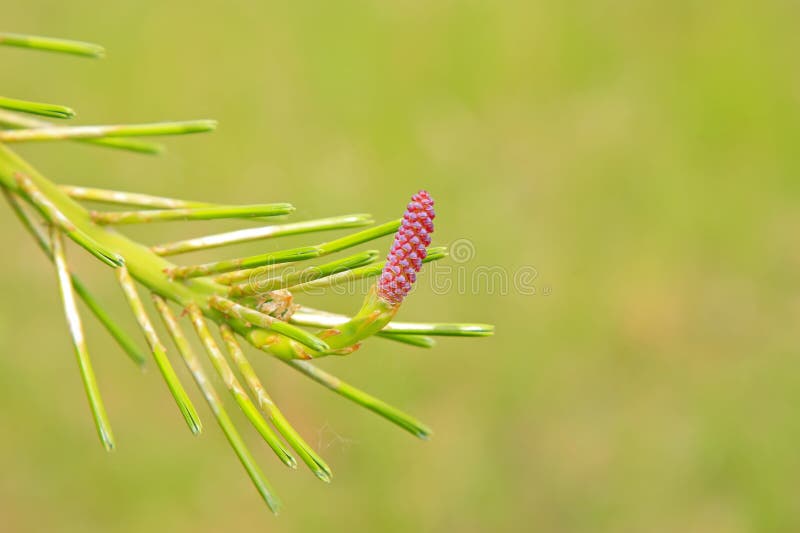 Pine trees bud stock photo. Image of season, ecology - 364807016