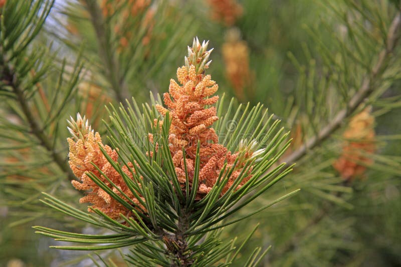 Pine trees bud stock photo. Image of needles, closeup - 384210066