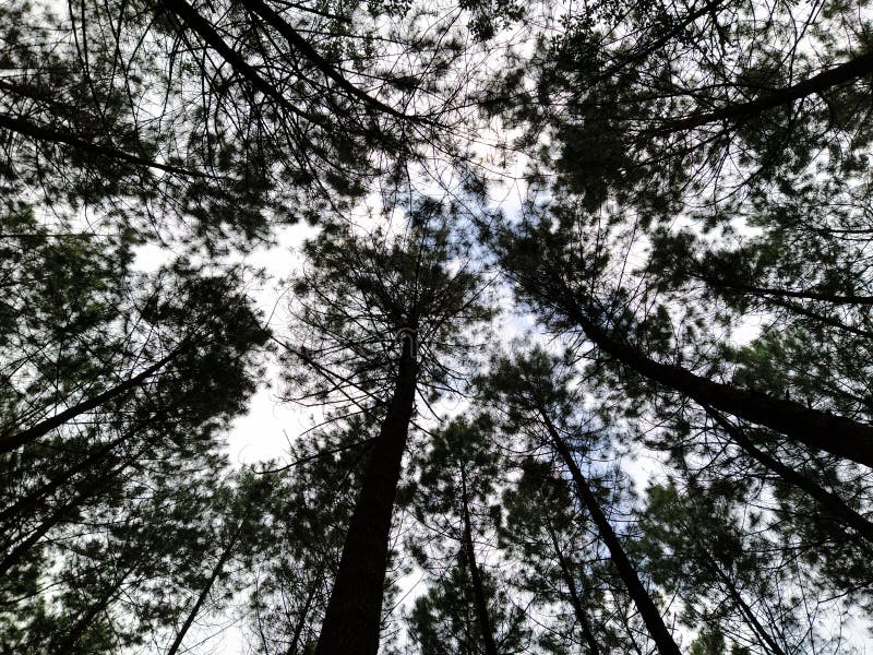 Sinapse Stock Photos - Free & Royalty-Free Stock Photos from Dreamstime