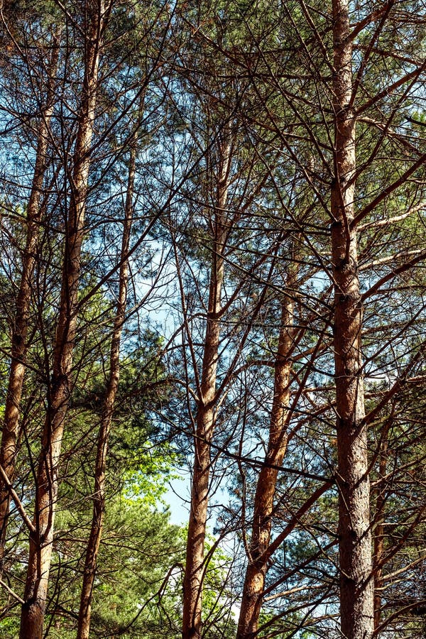 Pine Trees Canopy Landscape in Woodland Stock Image - Image of canopy ...