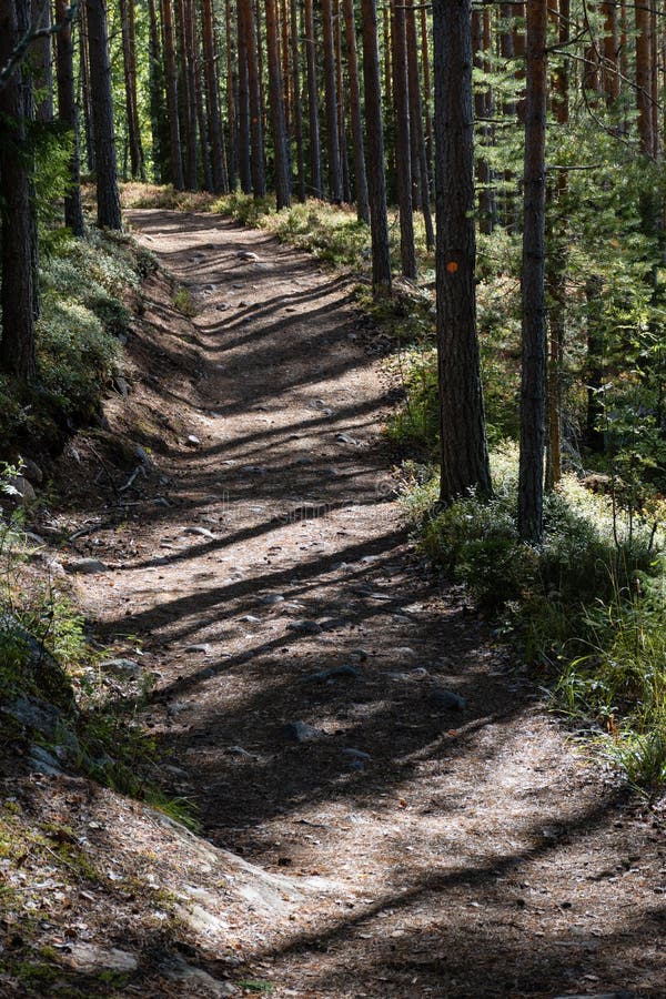 Pine Trees Casting Shadows on a Wide Forest Path in Repovesi National ...