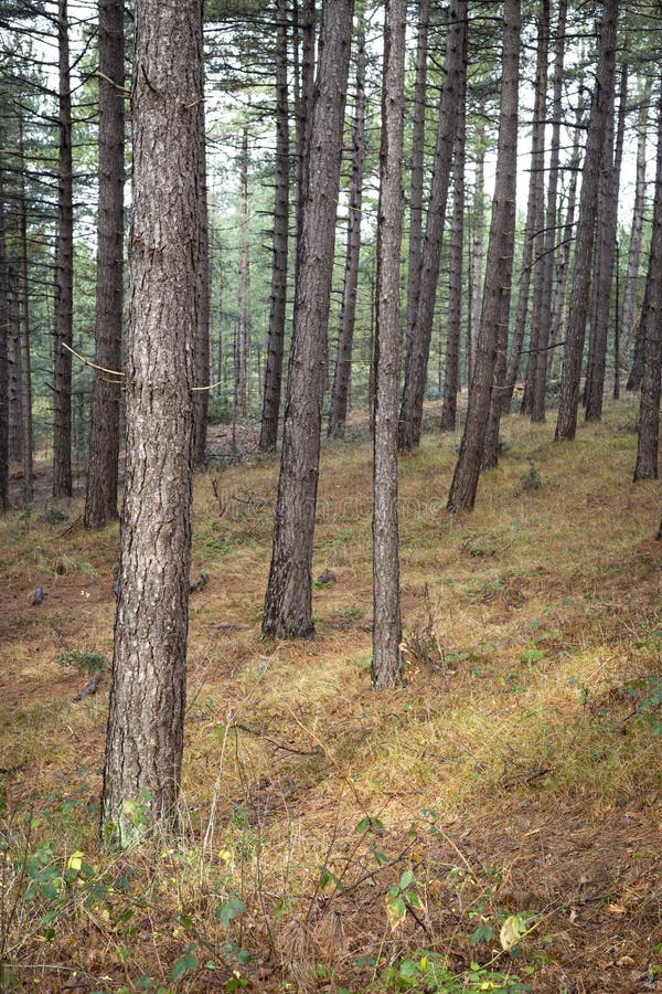 Pine Trees Catching Light on a Moody Rainy Day Stock Image - Image of ...