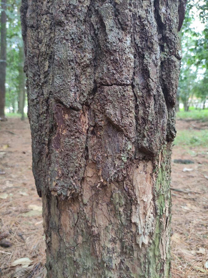 Pine trees change skin stock image. Image of forest - 265582579