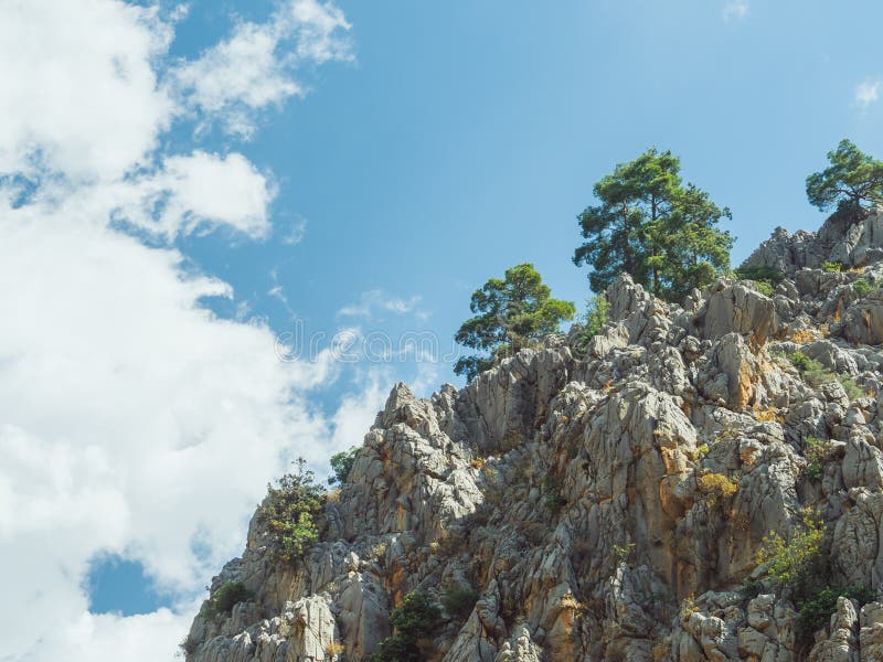 Pine trees on cliff edge stock photo. Image of east - 109811452