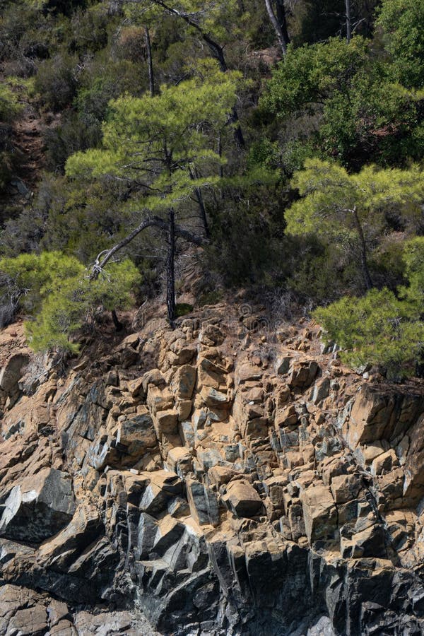 Pine trees and cliff. stock photo. Image of geology - 347422822