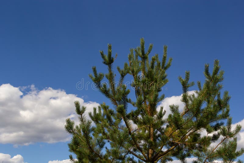 Pine Trees, Close-up View on the Background of the Sky with Clouds on a ...