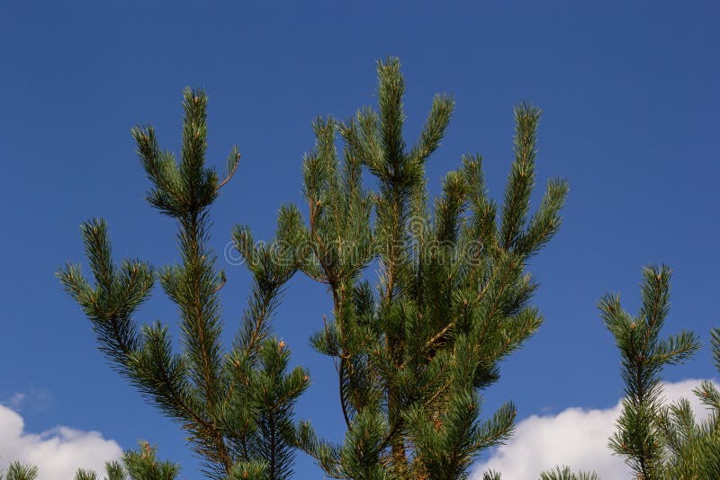Pine Trees, Close-up View on the Background of the Sky with Clouds on a ...