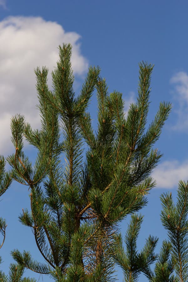 Pine Trees, Close-up View on the Background of the Sky with Clouds on a ...