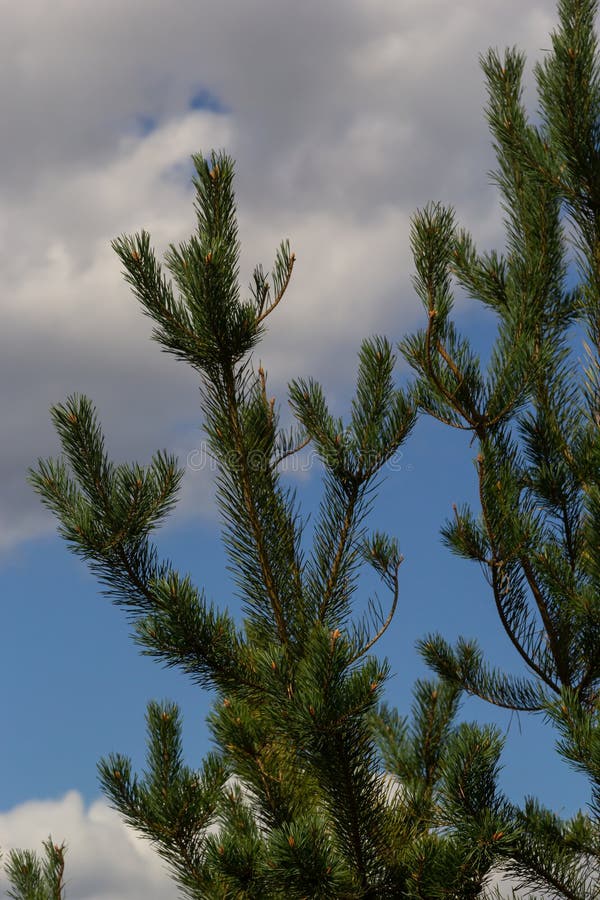Pine Trees, Close-up View on the Background of the Sky with Clouds on a ...