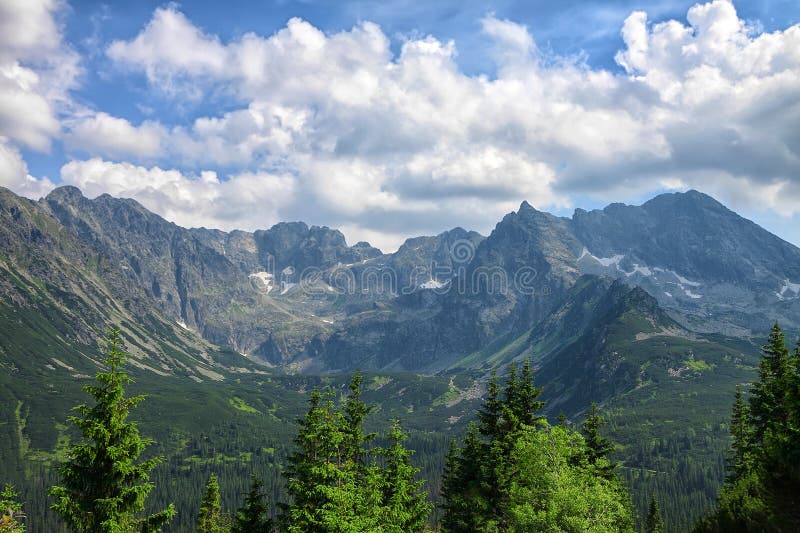 Pine Trees Closeup and Stunning Rocky Mountain Range Stock Image ...