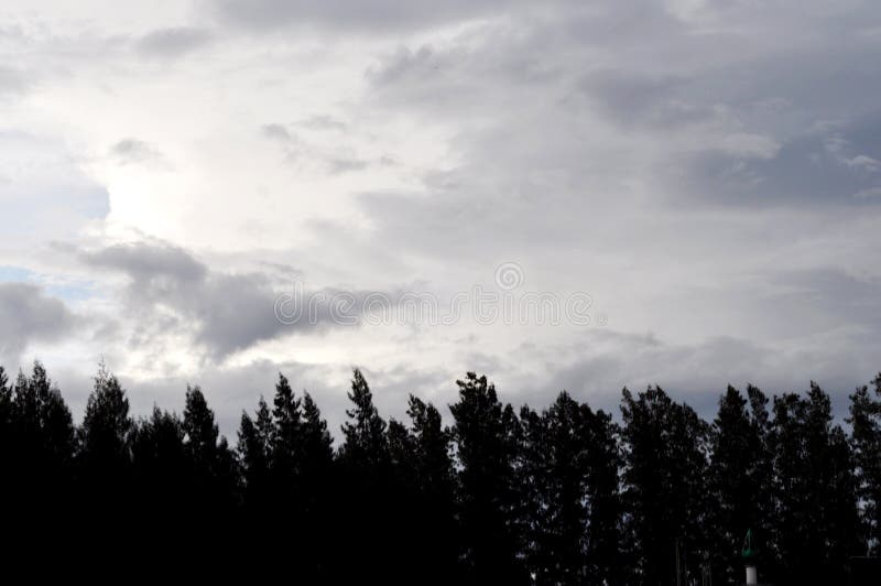 Pine Trees and Cloudy Skies Like the Rain Stock Image - Image of cloud ...