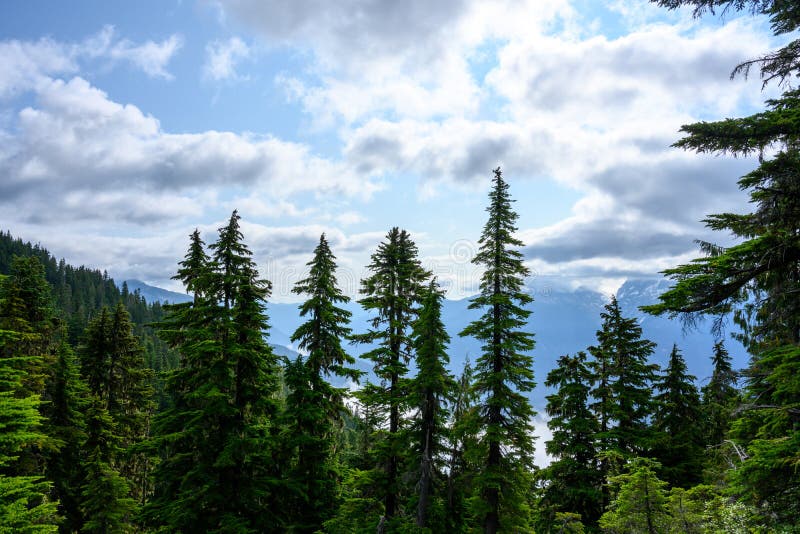 Pine Trees and Cloudy Sky in the North Cascades Stock Image - Image of ...