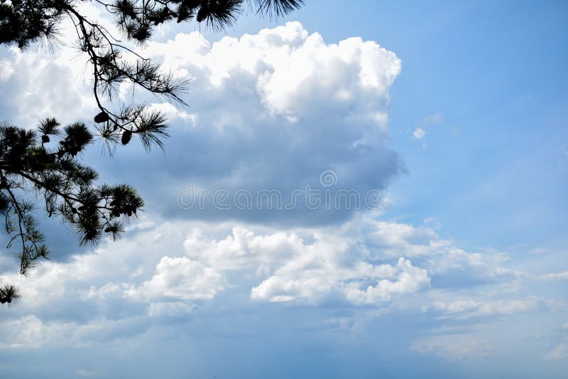 Pine Trees and Pine Cones Cloudy Blue Sky Stock Image - Image of pine ...