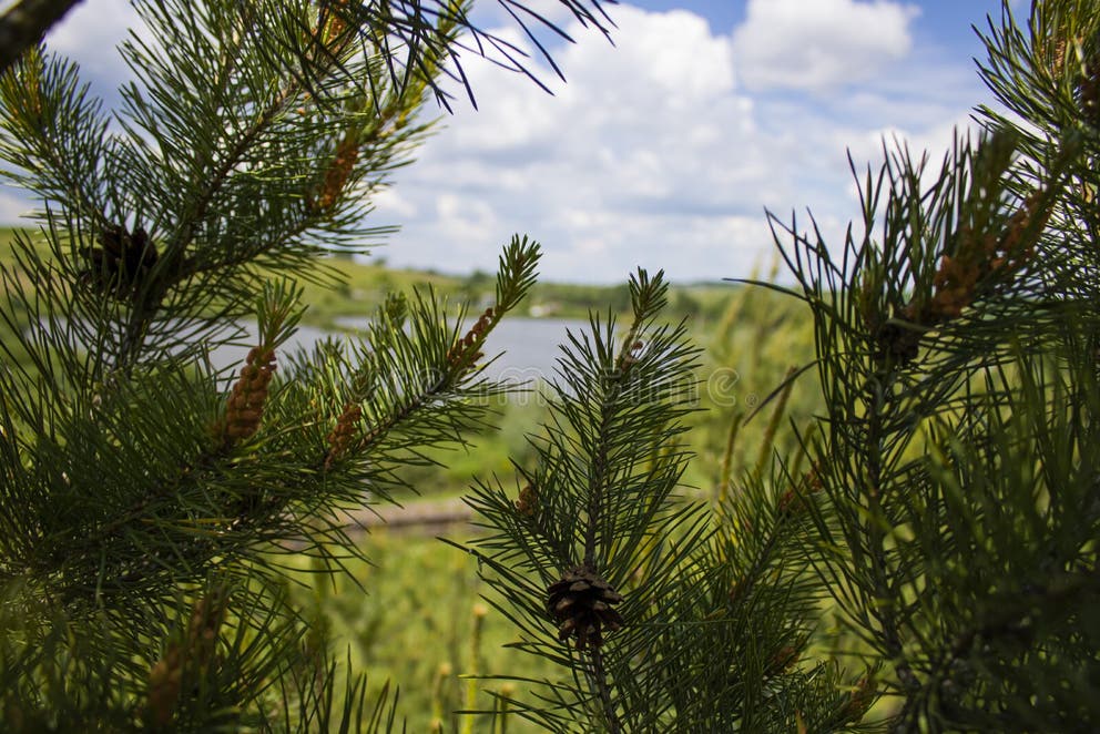 Pine Trees with Cones Overlooking the Pond Stock Image - Image of ...
