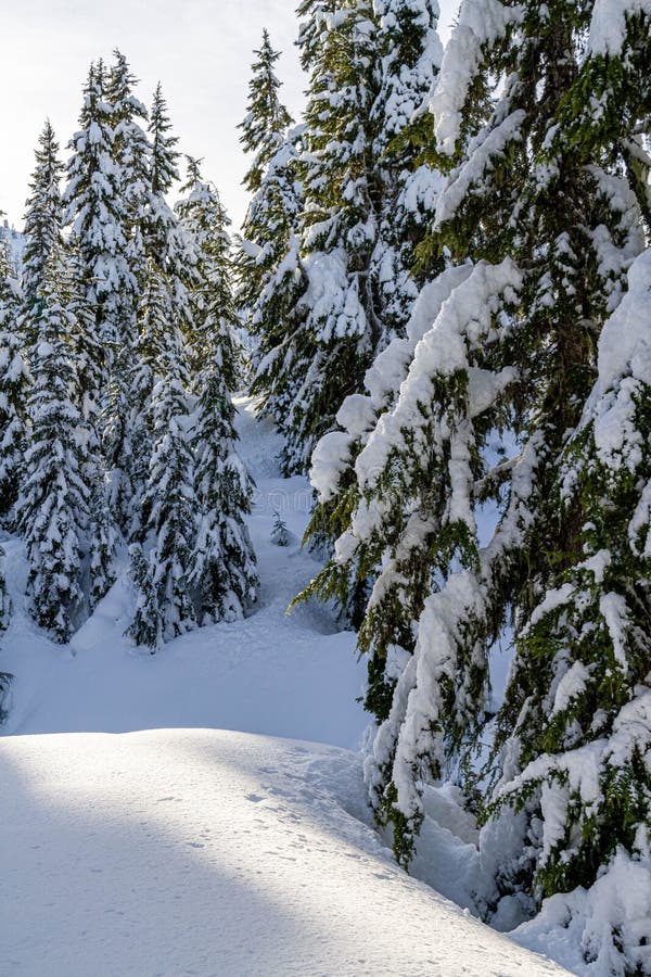 Pine Trees Covered in a Heavy Snow Stock Photo - Image of forest ...