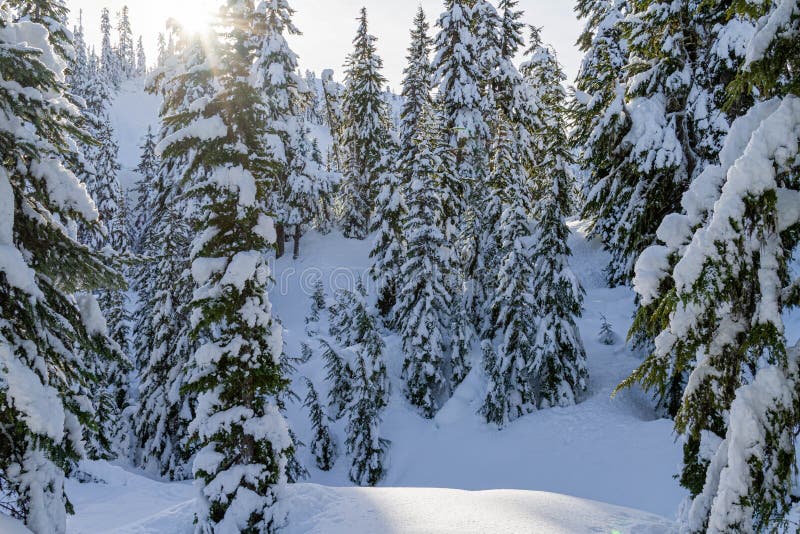 Trees in a snow storm stock image. Image of blizzard - 14805391