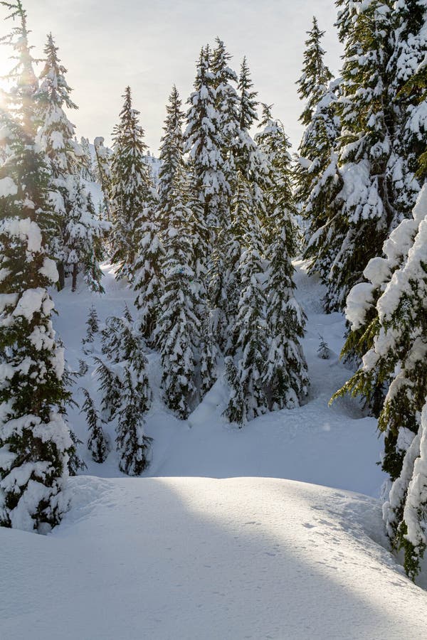 Trees in a snow storm stock image. Image of blizzard - 14805391