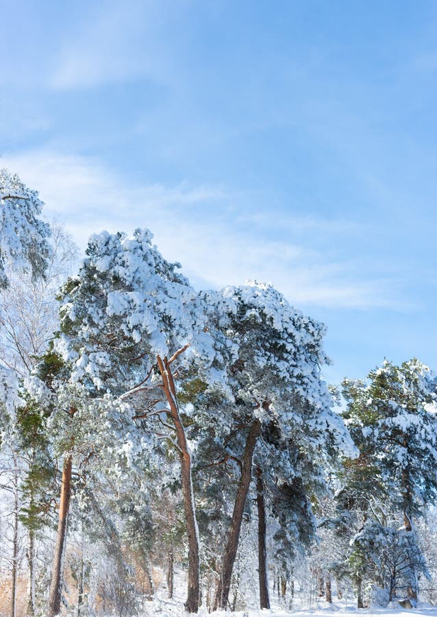 Pine Trees with Shadows in Evening Light Stock Image - Image of tree ...