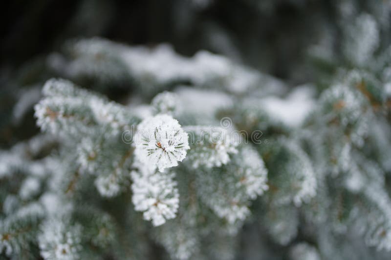 Pine Trees Covered by Snow and Ice Stock Image - Image of branch, close ...