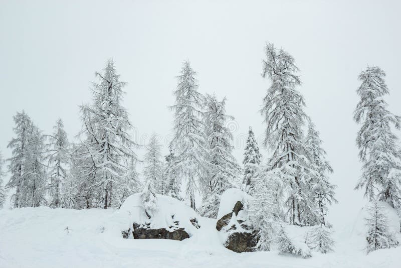 Pine Trees Covered with Snow at Nassfeld Ski Resort Stock Photo - Image ...