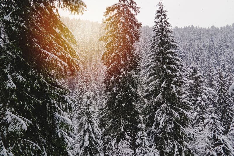 Pine Trees Covered with Snow, Warm Glow Effect, Winter Stock Image ...