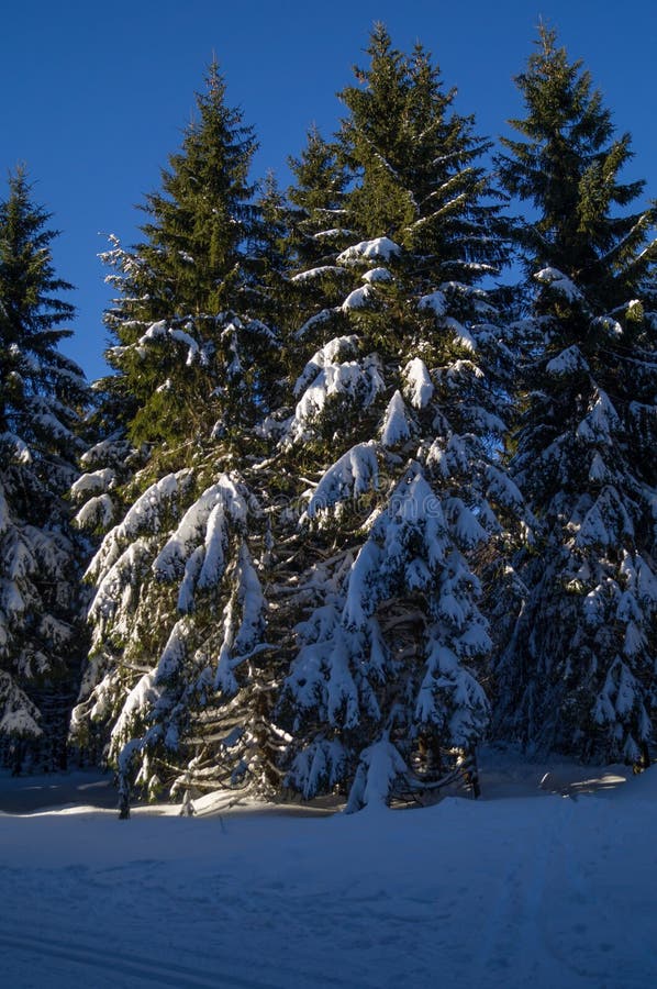 Pine trees covered in snow stock image. Image of germany - 86674989