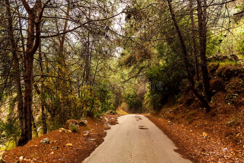 Trees covering the road stock photo. Image of sides - 200367158
