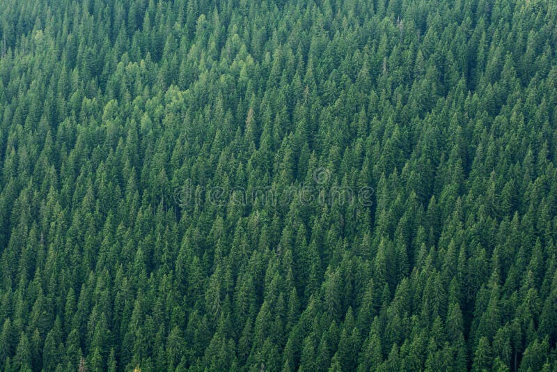 Pine Trees Create a Beautiful Green Texture Background, Shot from a ...
