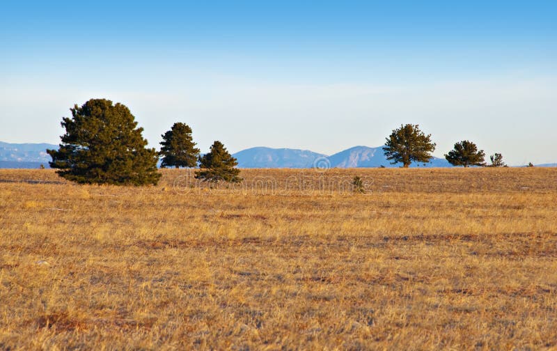 Pine Trees on the Crest of a Hill Stock Image - Image of distant ...