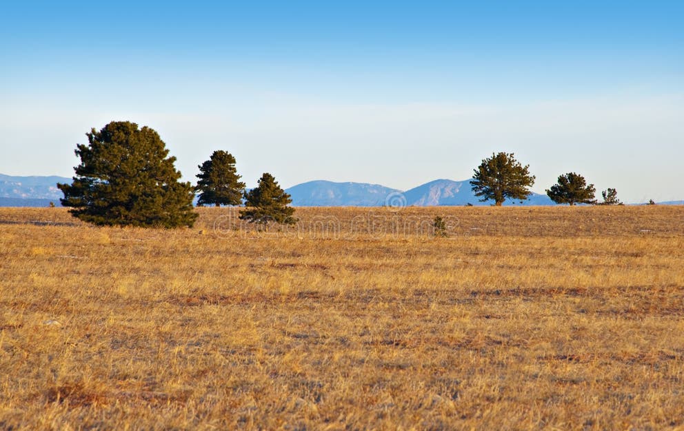 Pine Trees on the Crest of a Hill Stock Image - Image of distant ...