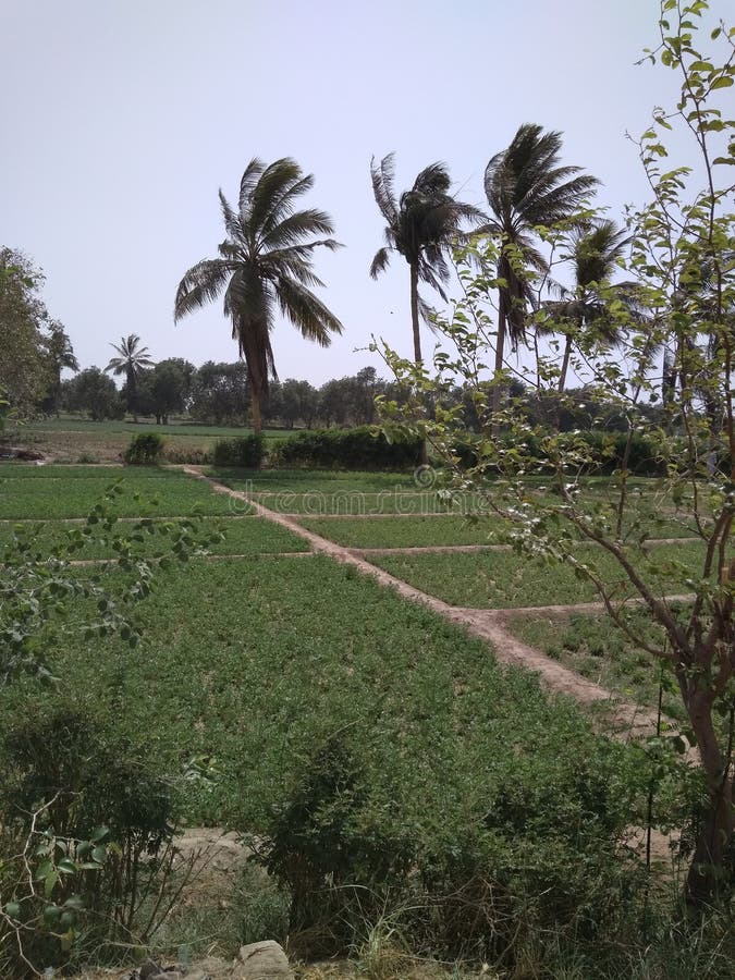 Pine trees stock photo. Image of crop, trees, fields - 121883734