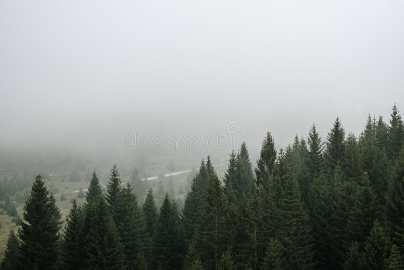 Pine trees in dense fog stock image. Image of pine, land - 198453997