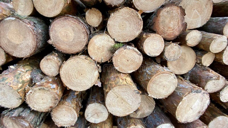 Pine Trees of Different Thickness Cut with Visible Annual Rings Stock ...