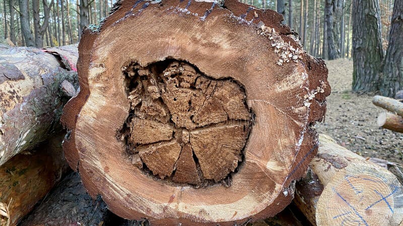 Pine Trees of Different Thickness Cut with Visible Annual Rings Stock ...