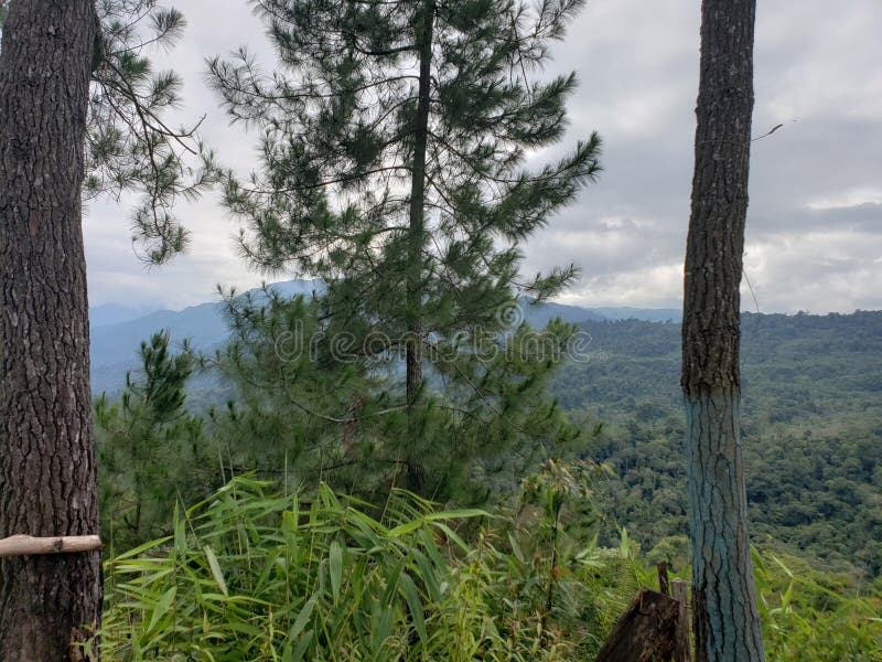 Pine Trees and a Distant Mountain Range Stock Photo - Image of spring ...