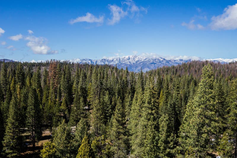 Pine Trees and Distant Mountains Stock Photo - Image of distance ...