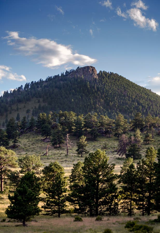 Pine Trees Dot a Mountain in Colorado USA Stock Image - Image of ...