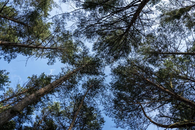 Pine trees down up view stock image. Image of environment - 229193229