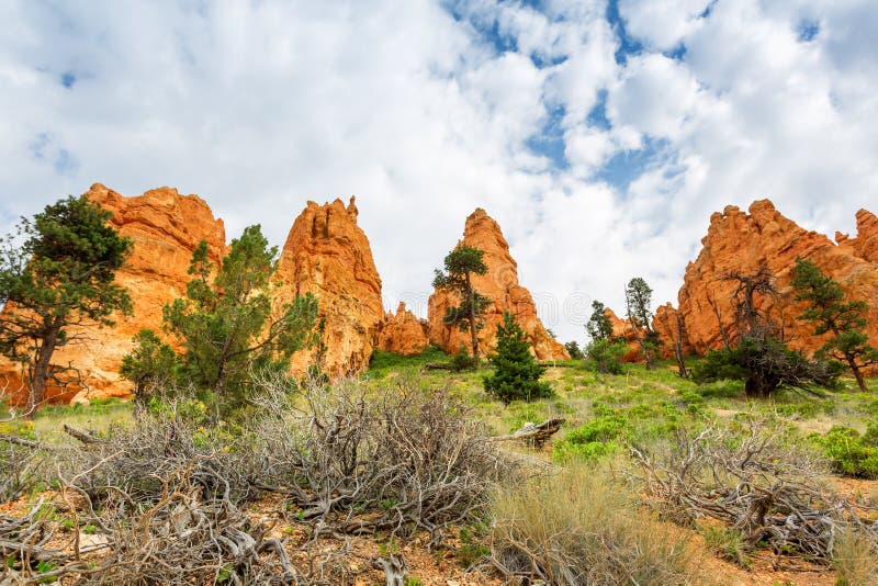 Pine Trees and Dry Flora at Bryce Canyon Park Stock Photo - Image of ...