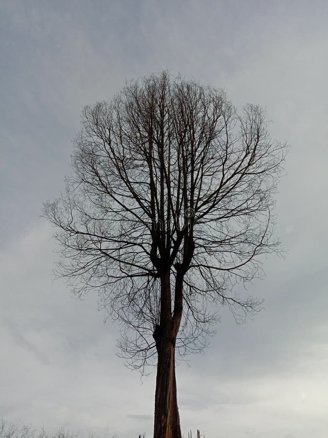 Pine trees stock photo. Image of winter, pine, outdoor - 135386220